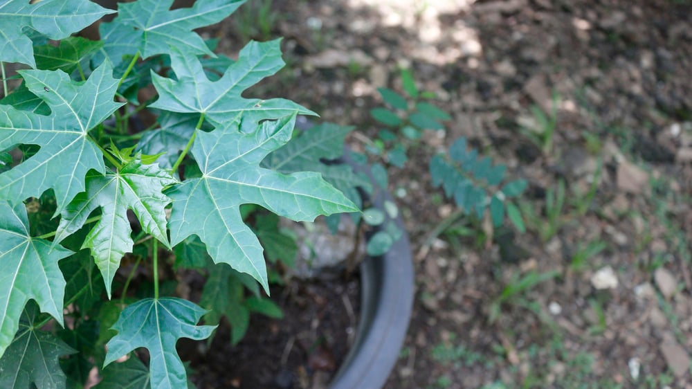 Chaya: legado culinario y medicinal de la cultura maya | Quinto Poder