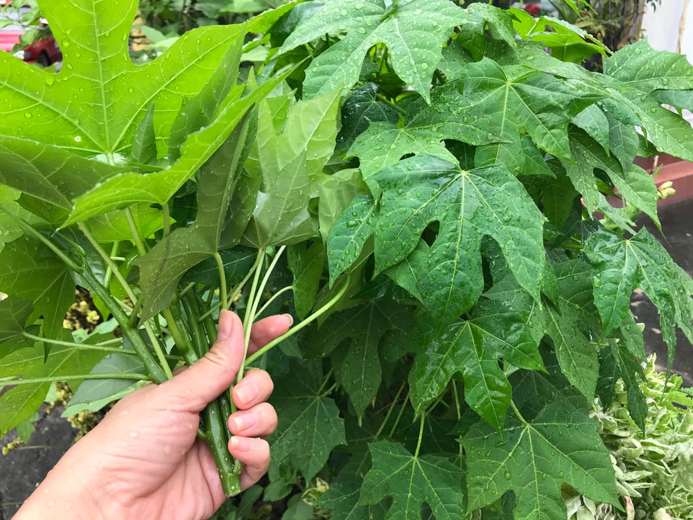 Chaya: legado culinario y medicinal de la cultura maya | Quinto Poder