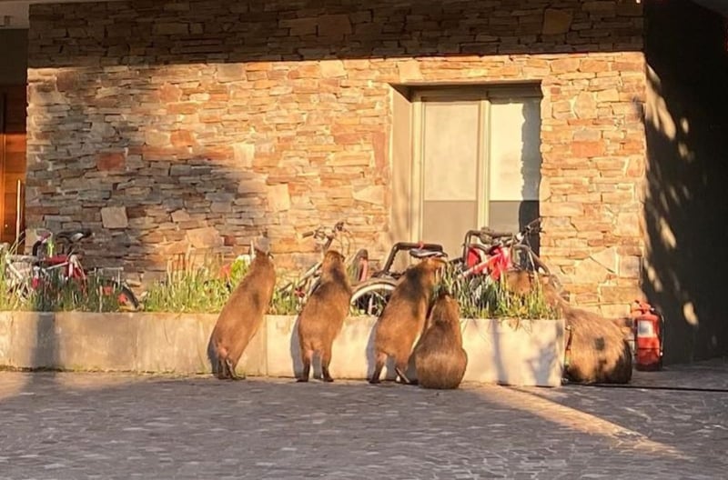 Capibaras invaden uno de los barrios más lujosos de Argentina | Quinto ...