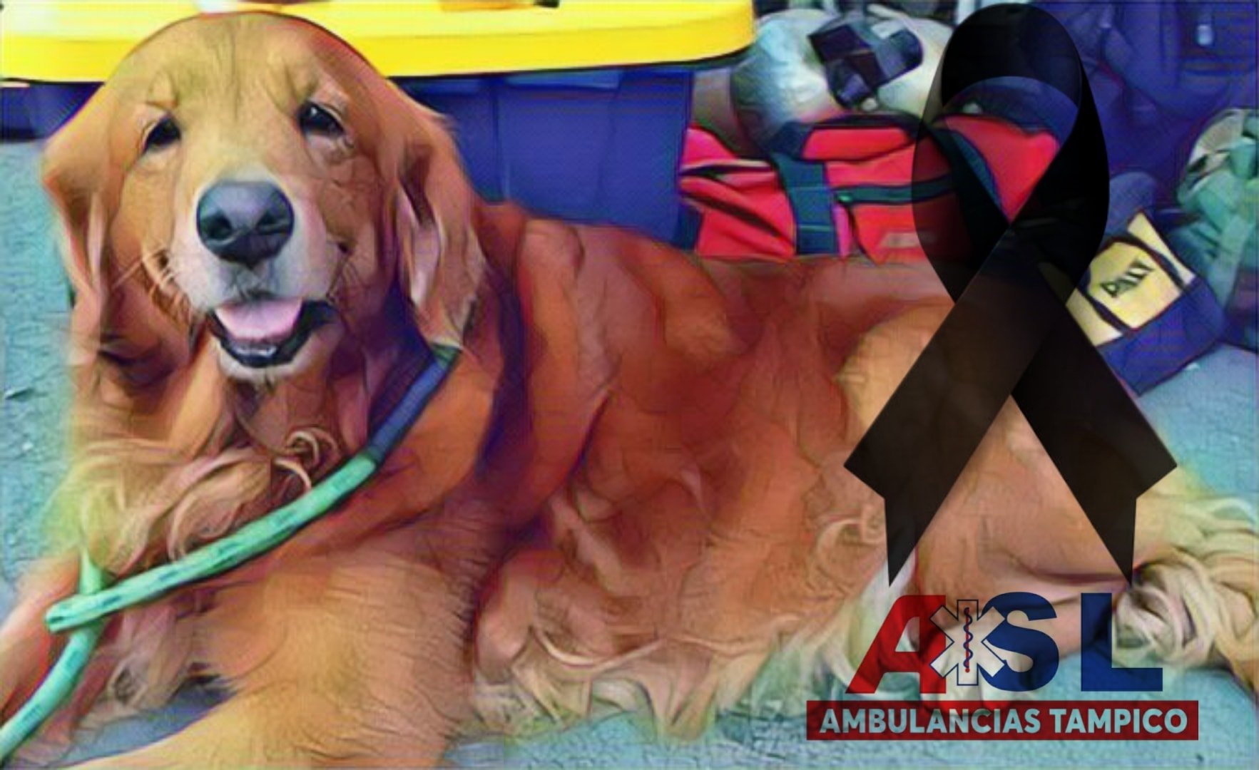 Qué fue de Frida, Evil, Ecko y Alondra, los perritos que se ...