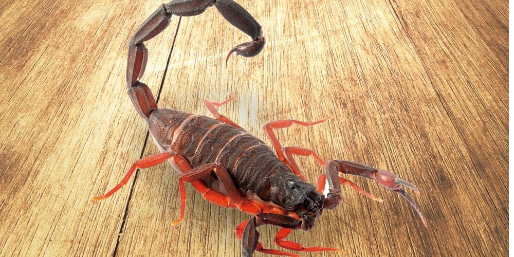 UNAM logra inhibir tres tipos de cáncer con veneno de alacrán | Quinto ...