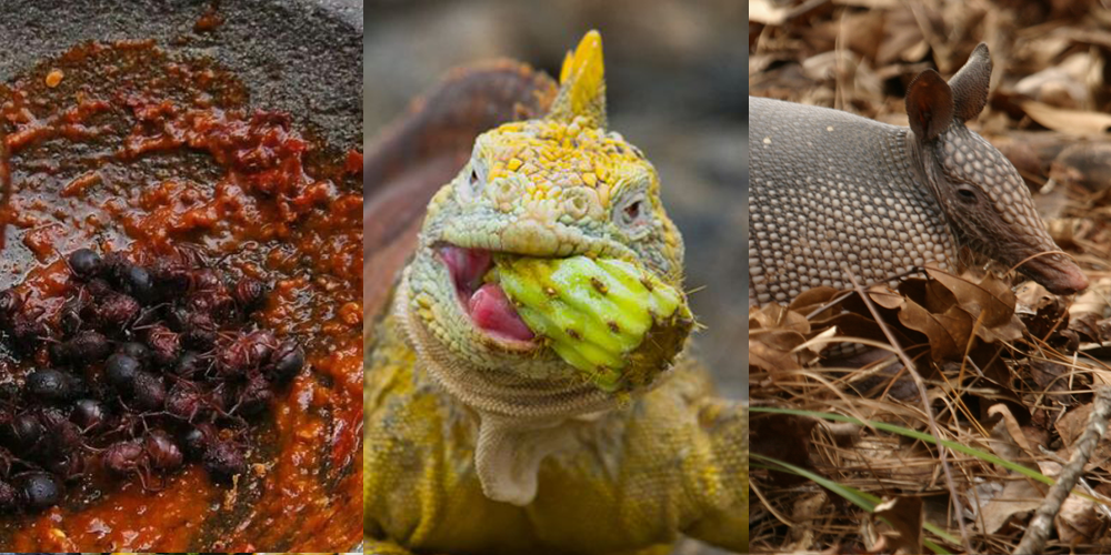 Alimentos exóticos que sólo existen en México | Quinto Poder