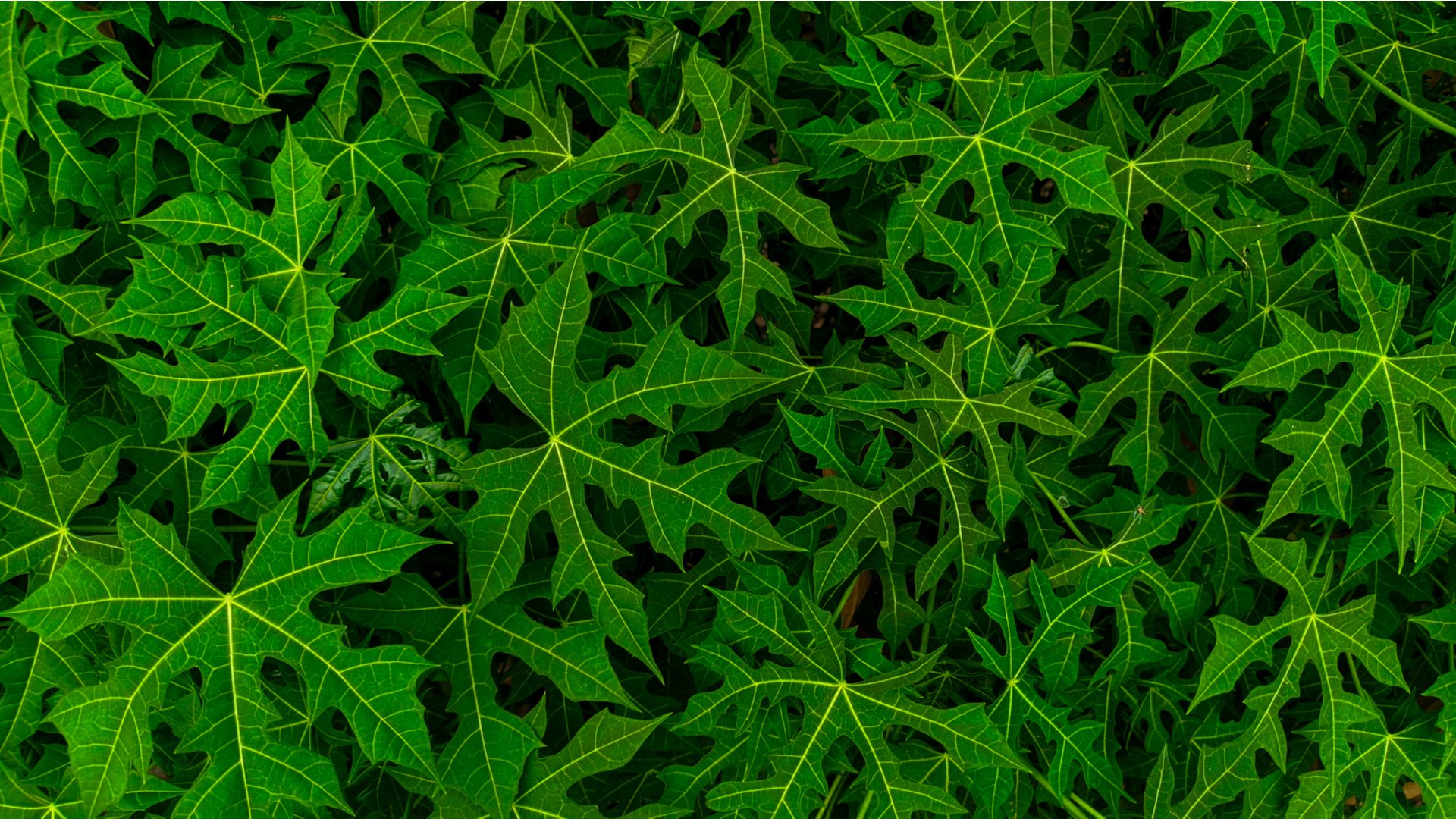 Chaya: legado culinario y medicinal de la cultura maya | Quinto Poder