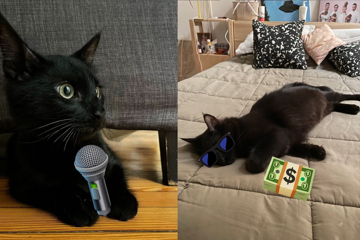 Joven capta a su gato robando dinero del vecino y caso se hace viral ...