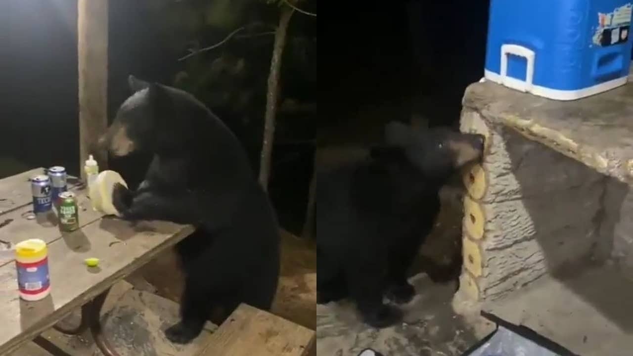 VIDEO| Padre e hijo son sorprendidos por un oso en Monterrey: ¿Quieres ...