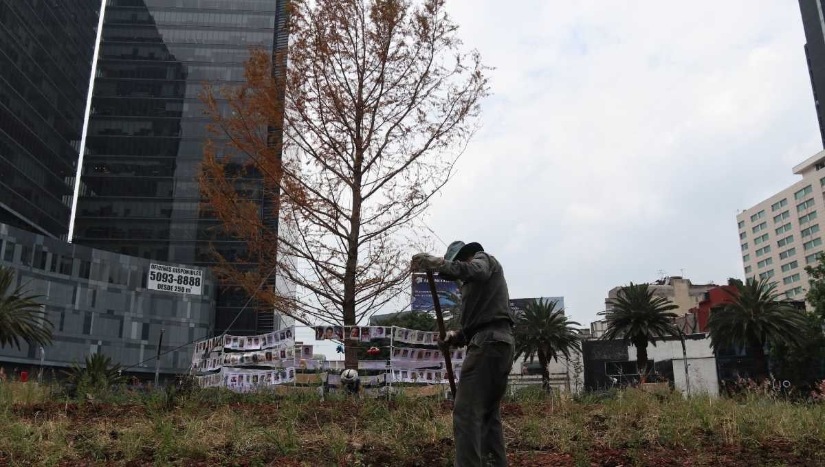 CDMX | “El ahuehuete está vivo”: especialista explica proceso de ...