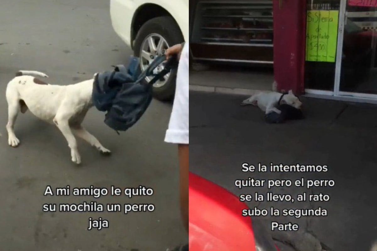 Perrito roba mochila de estudiante y se vuelve viral | VIDEO | Quinto Poder