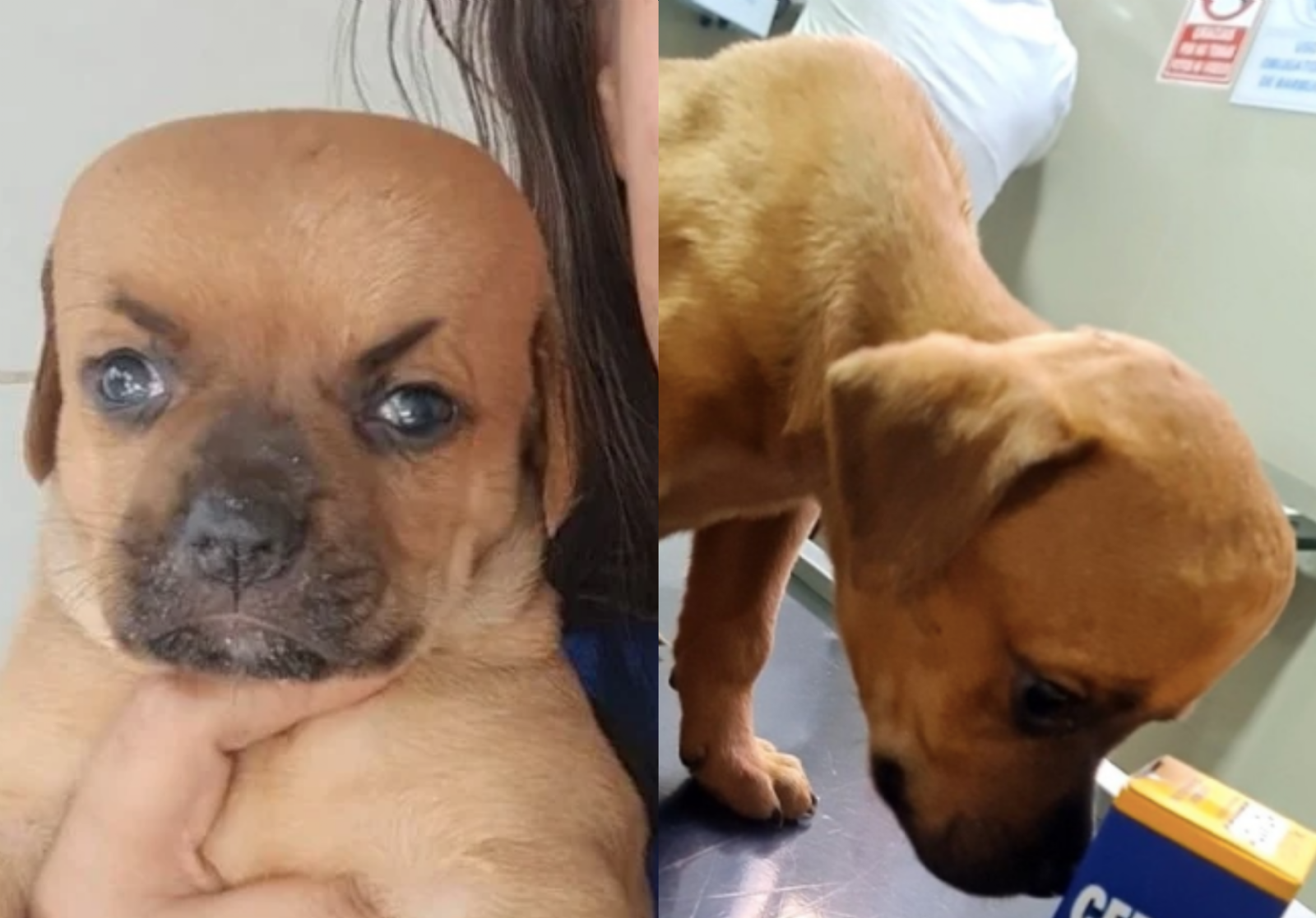 Conoce a “Chupete” el perrito que nació con hidrocefalia y que nadie ...