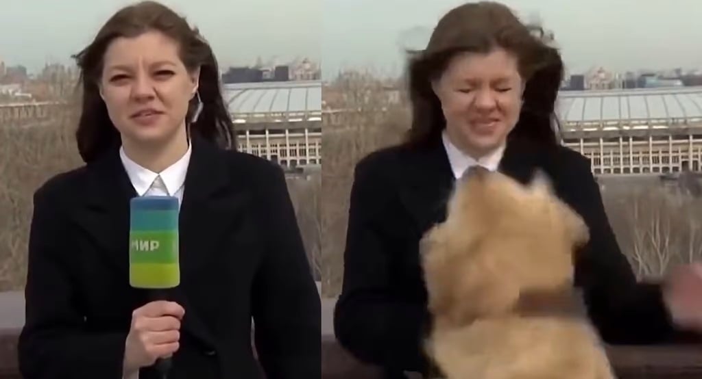 "Matanga": Perrito le roba el micrófono a reportera en vivo y se vuelve ...