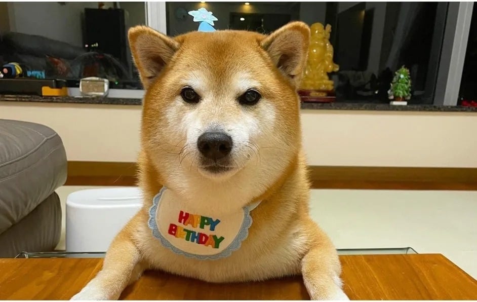 Así fue la fiesta de 12 años de Cheems, el perrito del meme | Quinto Poder