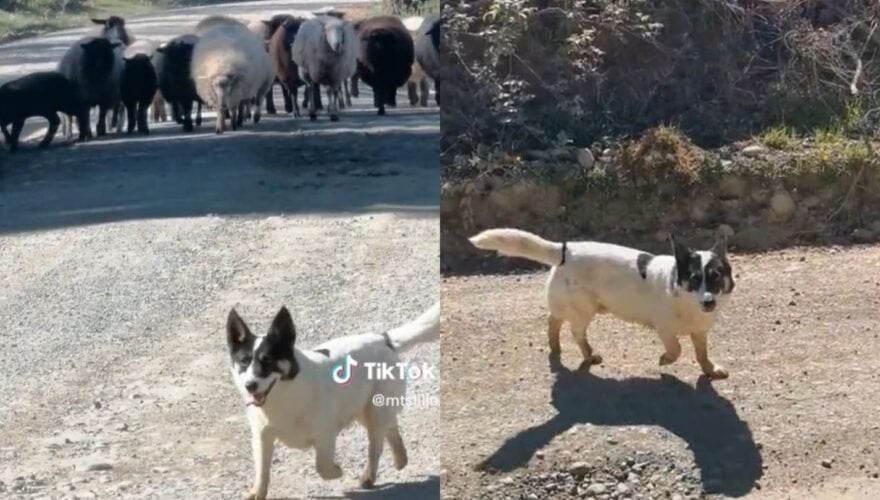 VIDEO de perrito ovejero se hacer viral por pedir paso para sus ovejas ...