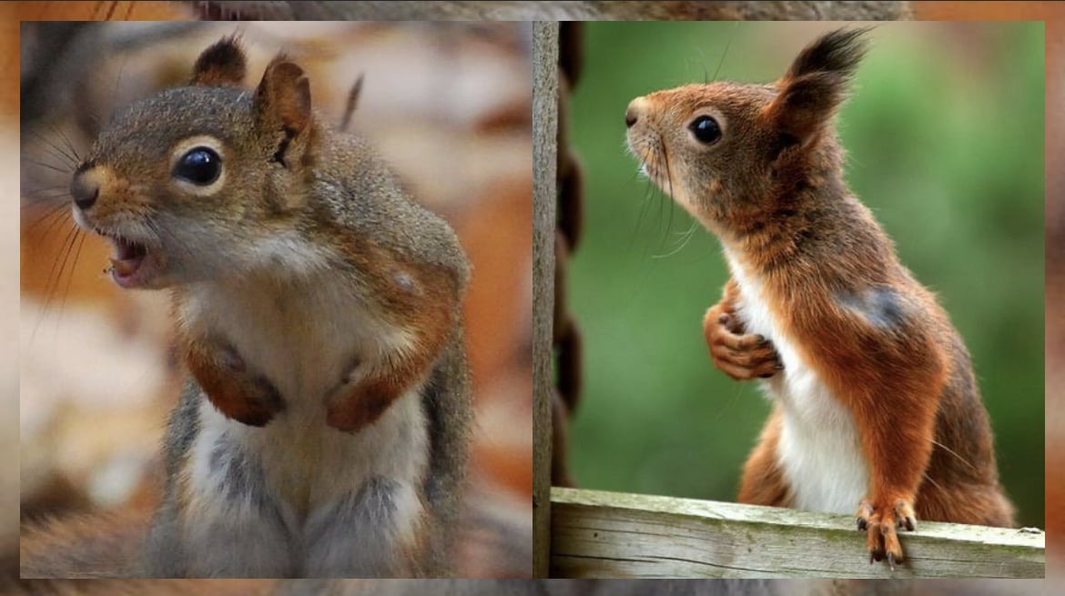 ¡Y el Óscar es para…! Ardilla dramática sorprende al mundo en un acto ...