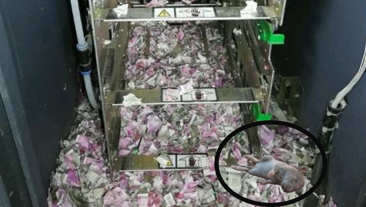 Rata muere tras entrar a cajero automático y ‘comerse’ 360 mil pesos ...
