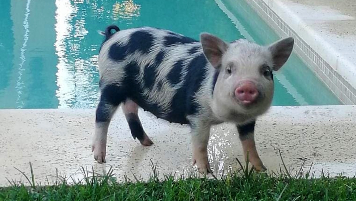 Sujeto adopta a Roma la cerdita y termina comiéndosela | Quinto Poder