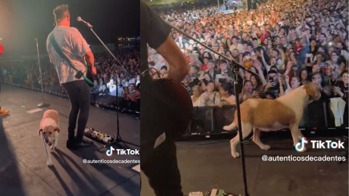 VIDEO: perrito sube a escenario en concierto de los Auténticos ...