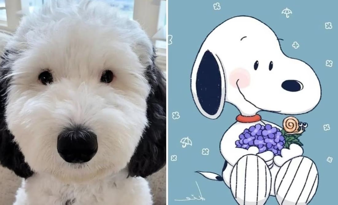 Perrita idéntica a Snoopy se roba corazón de las redes | Quinto Poder