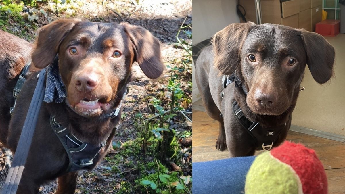 Esta es la historia de Coco, el primer perro diagnosticado con ...