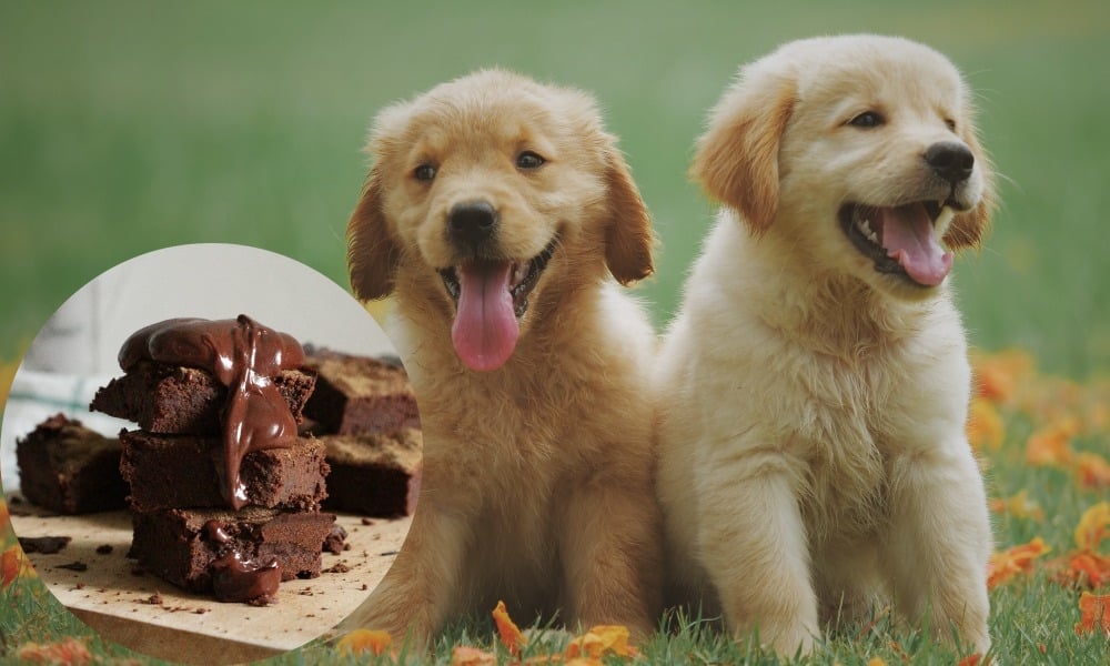 ¿Por qué los perros no deben comer chocolate? | Quinto Poder