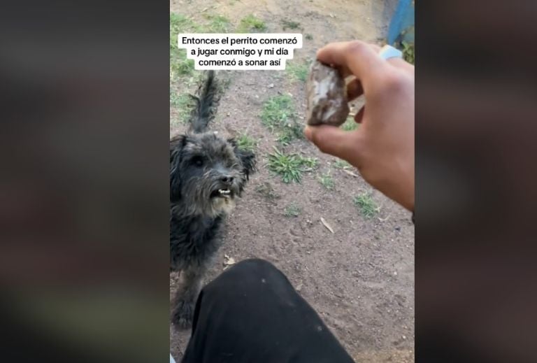 Por Qué A Mi Perro Le Gusta Jugar Con Piedras