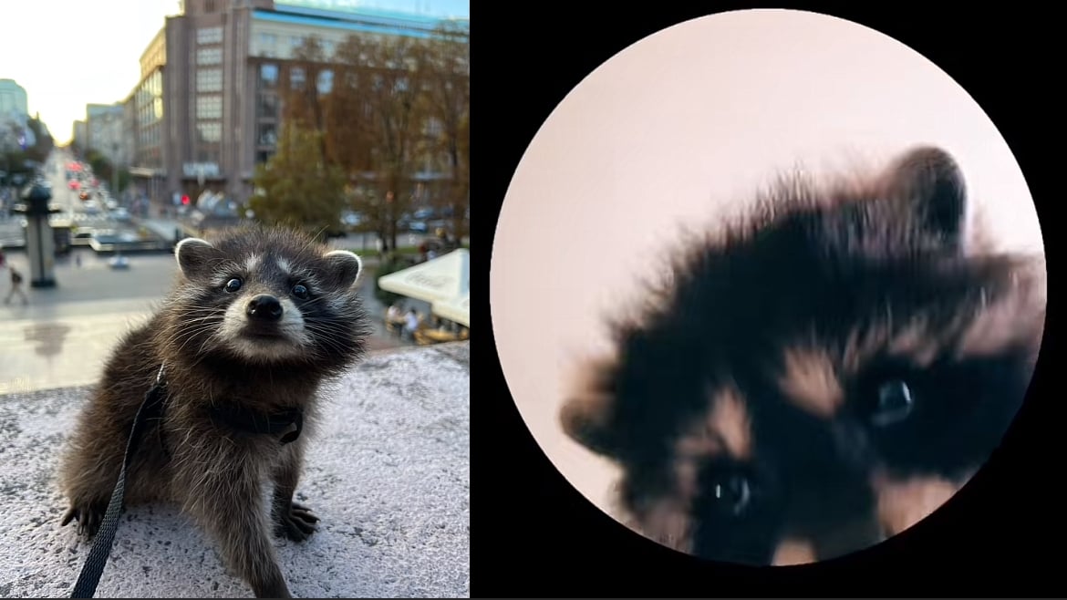 Cuál es el origen de ‘Pedro, Pedro, Pedro’ el mapache que se volvió viral en TikTok | Quinto Poder